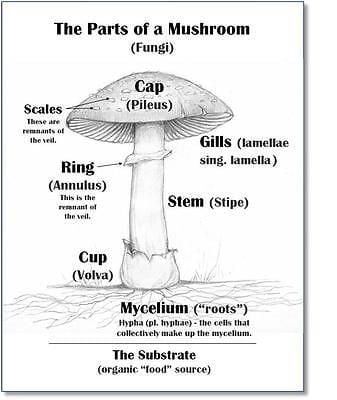 Mushroom Labeled