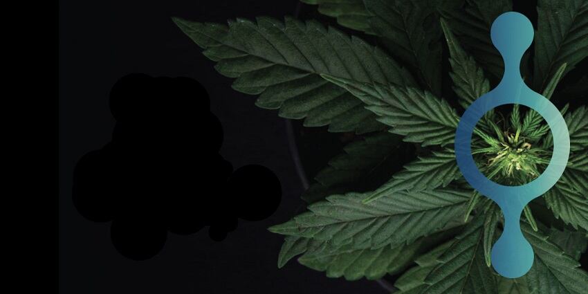 Socati launches flavorless, water-soluble CBD ingredients portfolio